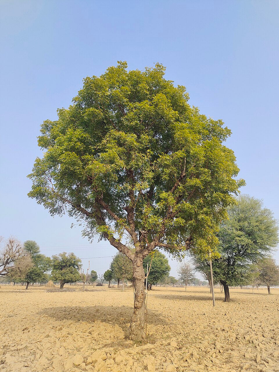 Neem Tree | Gardener's Guide – Jungle Story