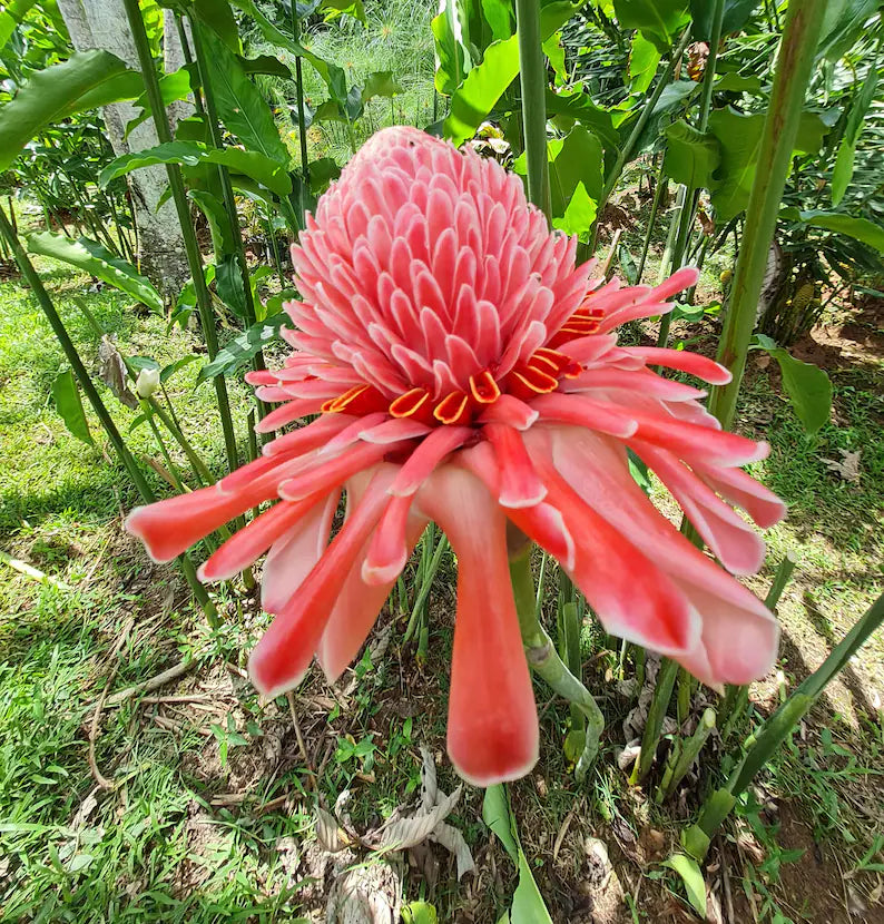 Ginger – Jungle Story