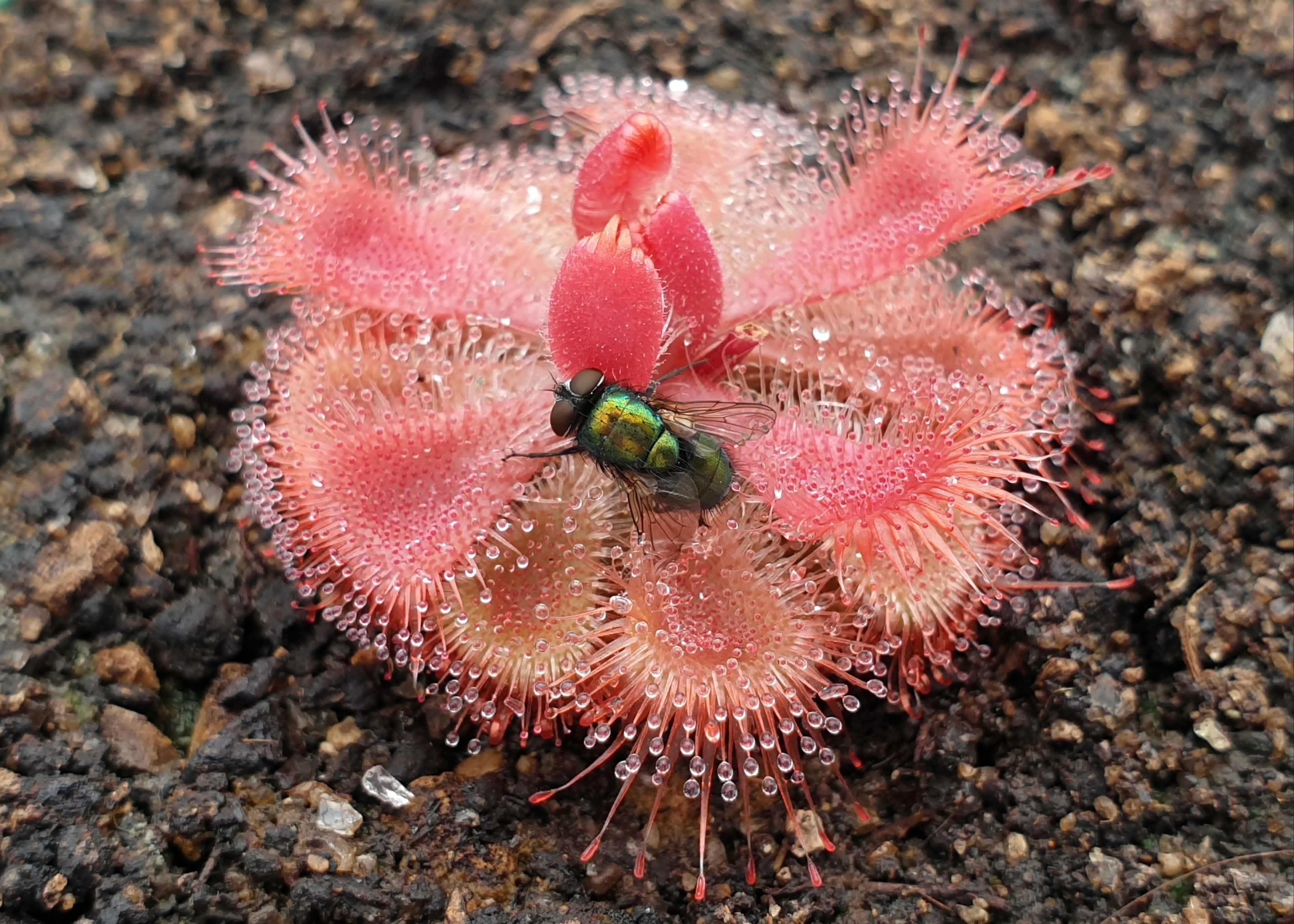 Drosera burmanii (Humpty Doo, Northern Territory, AustraliaHumpty Doo ...