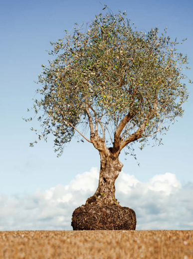 Big, Old Olive Tree 'XL' 1000ltr – Jungle Story