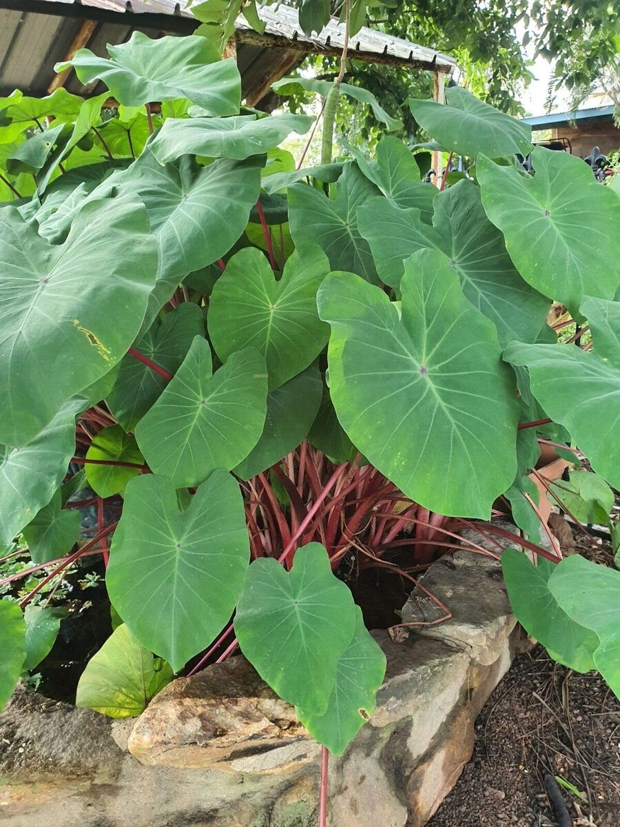 Colocasia 'Hawaiian Punch' – Jungle Story