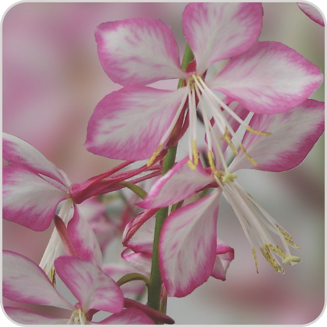 Proven Winners: Gaura lindheimeri 'Rosy Jane' – Jungle Story