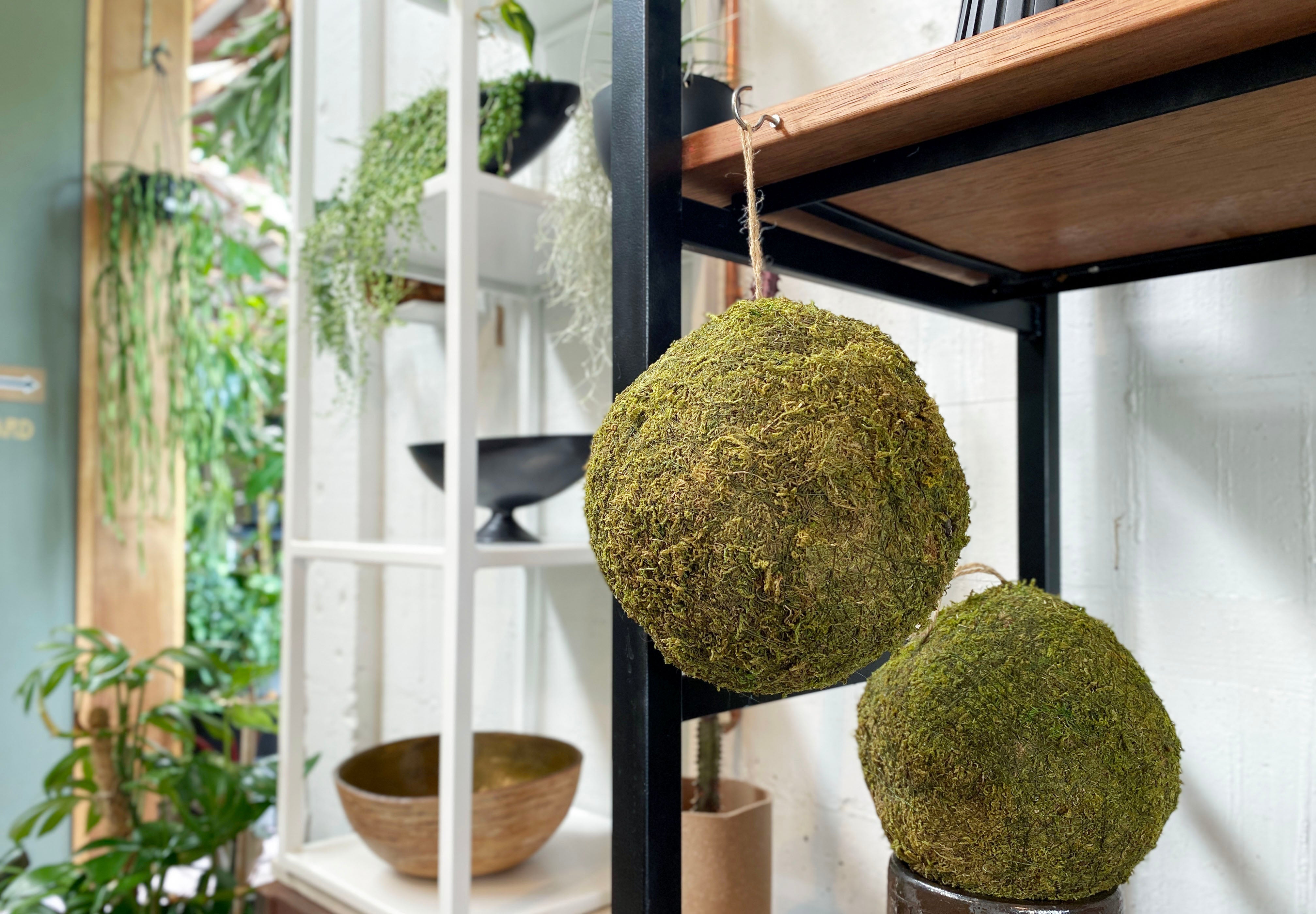 Hanging Moss Orb – Jungle Story