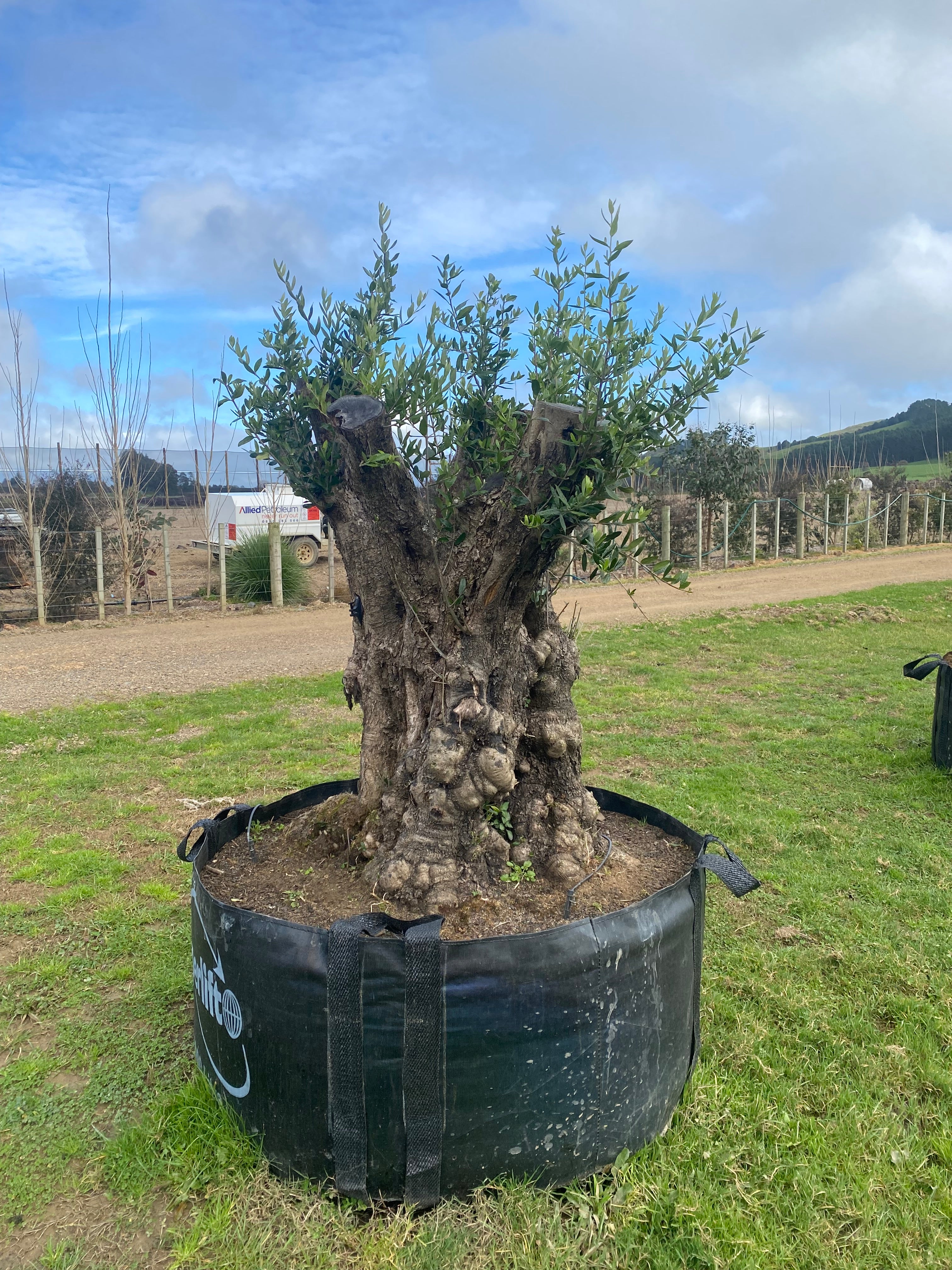 Big, Old Olive Tree 'XXL Stump' 2000ltr – Jungle Story
