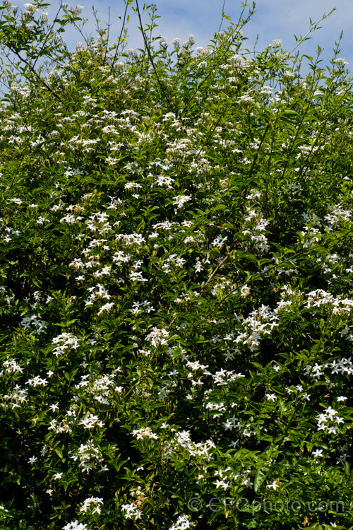 Lemon Scented Azores Jasmine | Jasminum azoricum 2ltr – Jungle Story