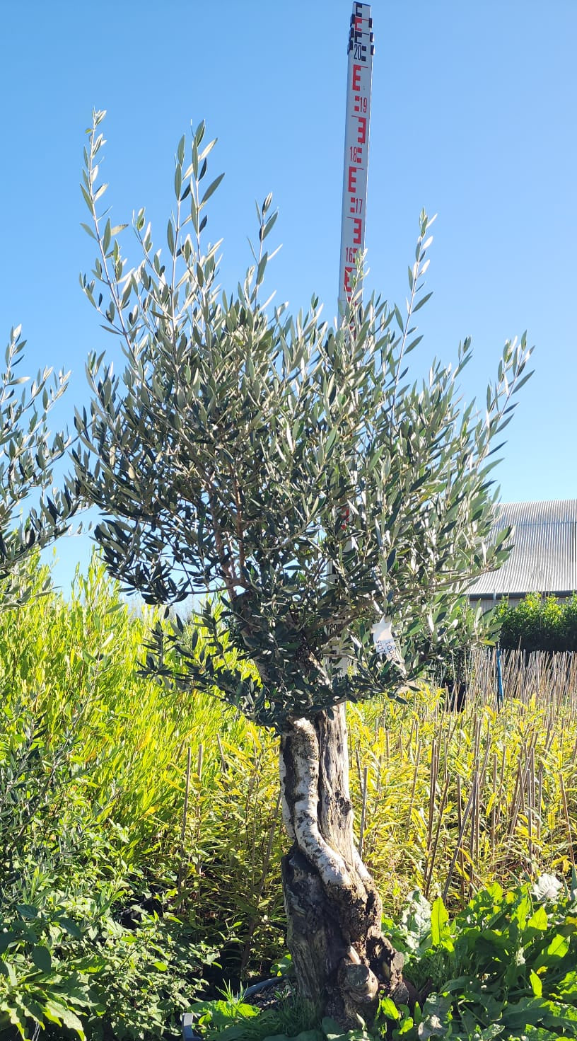 Big, Old Olive Tree 'Bucket Stump' 200ltr – Jungle Story
