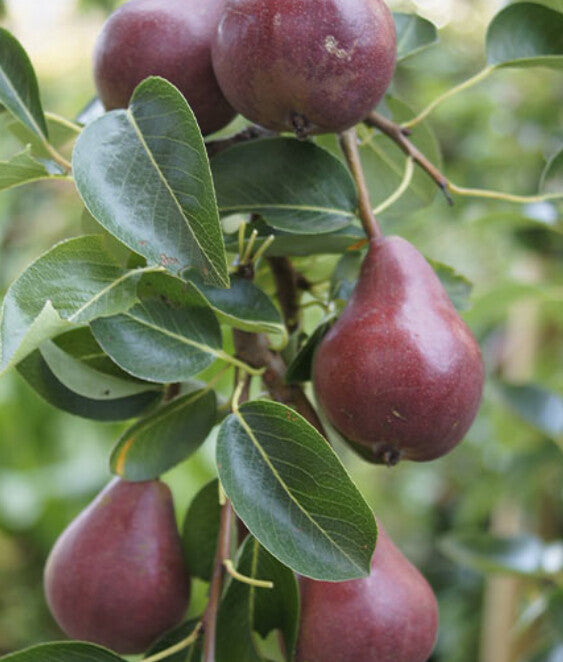 Pear 'Red Bartlett' 45ltr: 2.5m-3m Tall – Jungle Story