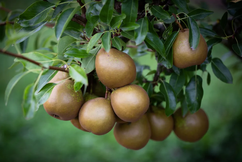 Pear 'Winter Nelis' 45ltr: 2.2m-2.4m Tall – Jungle Story