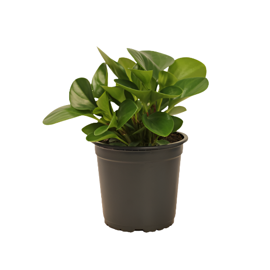Peperomia obtusifolia 'Jade' – Jungle Story