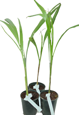 Cuban Royal Palm (Roystonea regia) for sale – Jungle Story