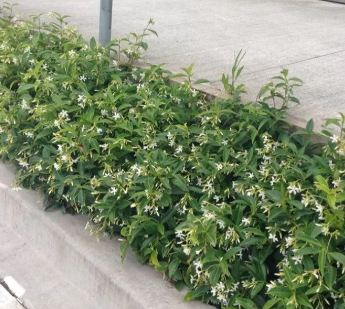 Star Jasmine | Trachelospermum jasminoides 2ltr – Jungle Story
