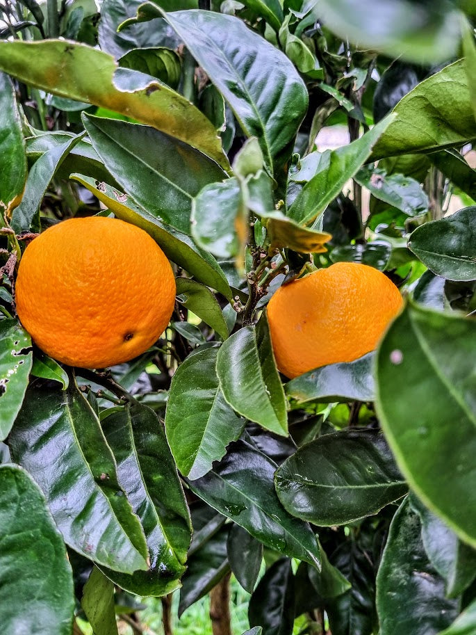 Best's Seedless Orange Tree – Jungle Story