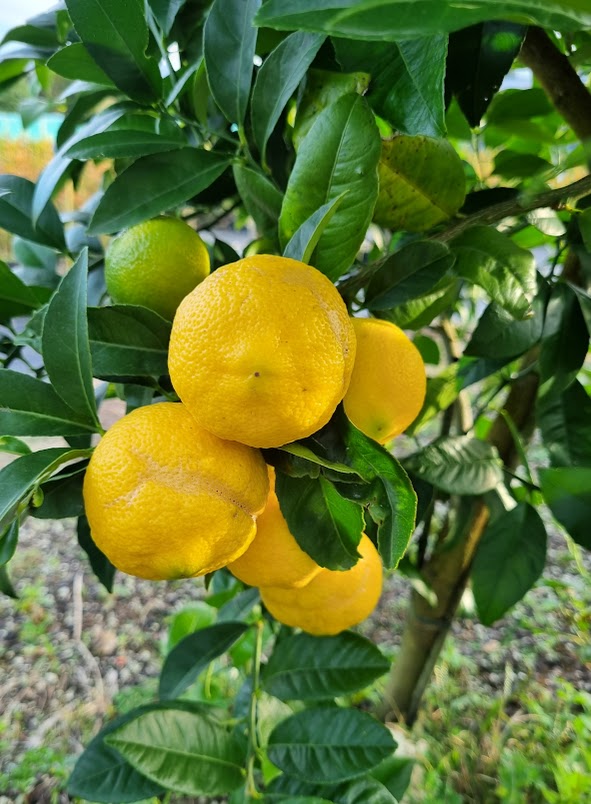 Kusaie Lime Tree (Kusaie Rangpur Tree) – Jungle Story