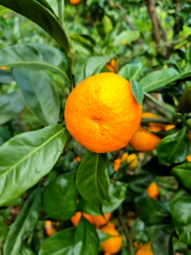 Okitsu Satsuma Mandarin Tree – Jungle Story