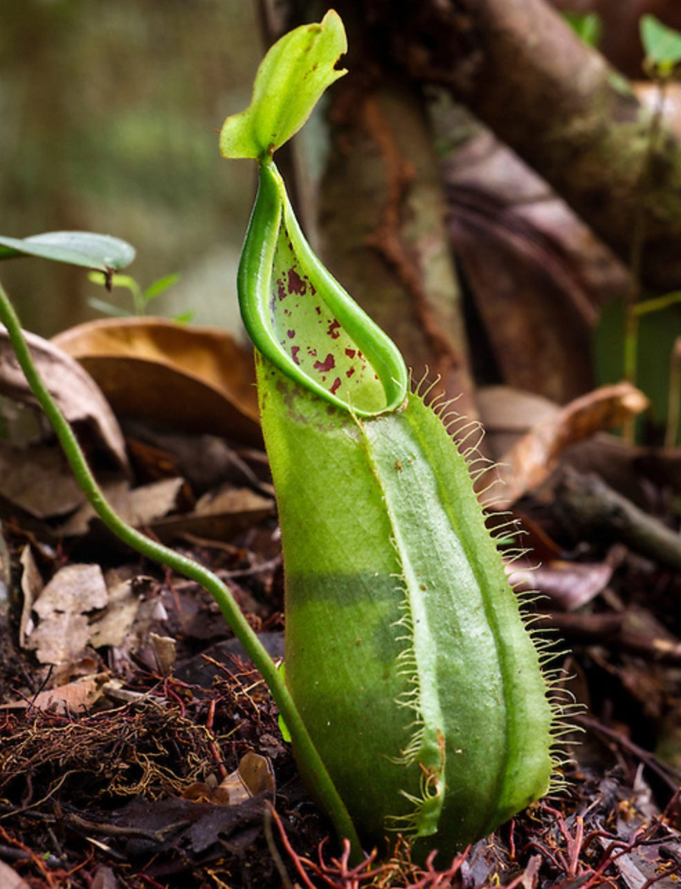 Nepenthes hirsuta - Lowland Tropical Pitcher Plant – Jungle Story