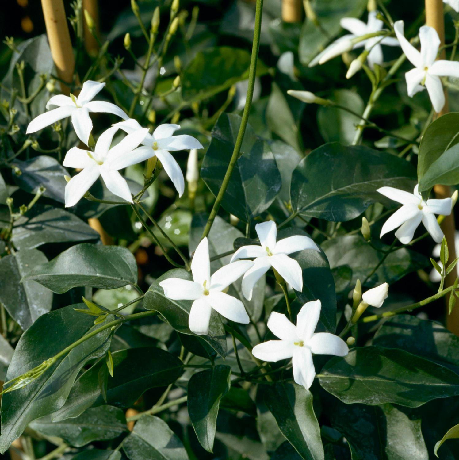 Lemon Scented Azores Jasmine | Jasminum azoricum 2ltr – Jungle Story