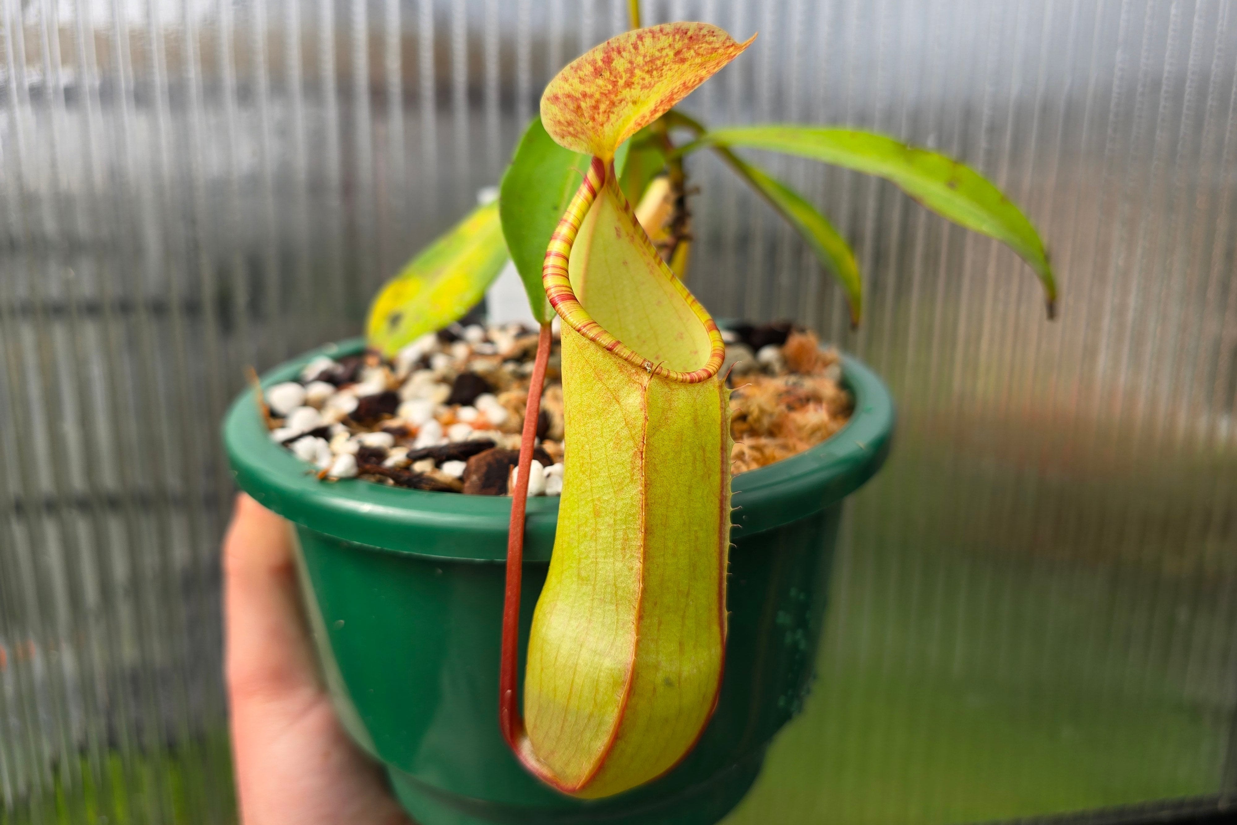 Nepenthes tobaica - Intermediate Tropical Pitcher Plant – Jungle Story