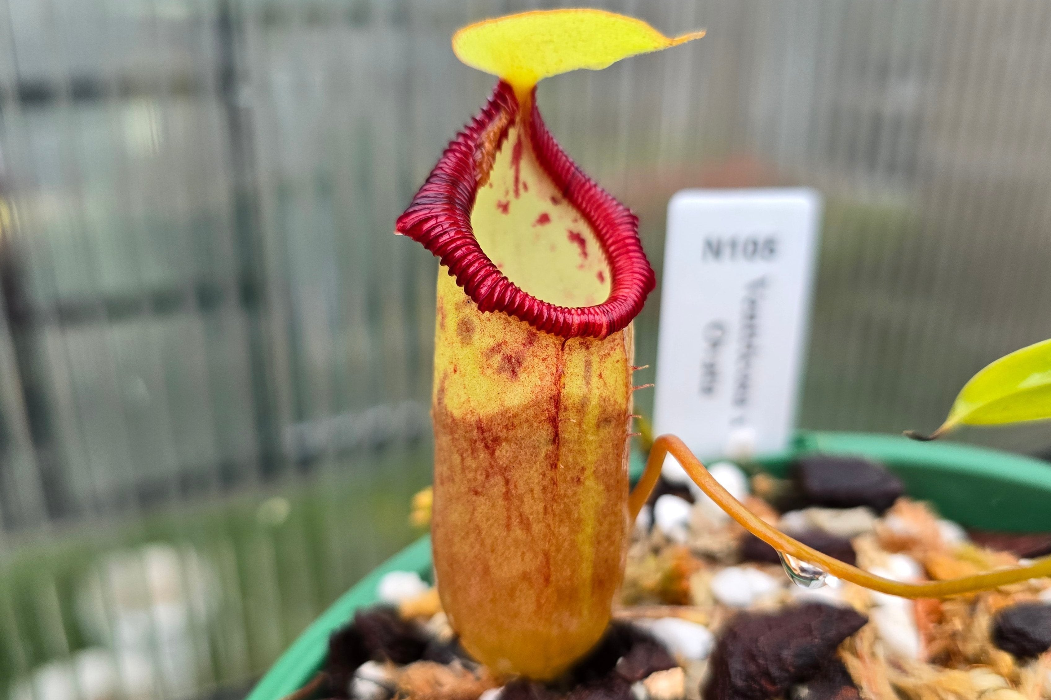 Nepenthes ventricosa x ovata - Highland Tropical Pitcher Plant – Jungle ...