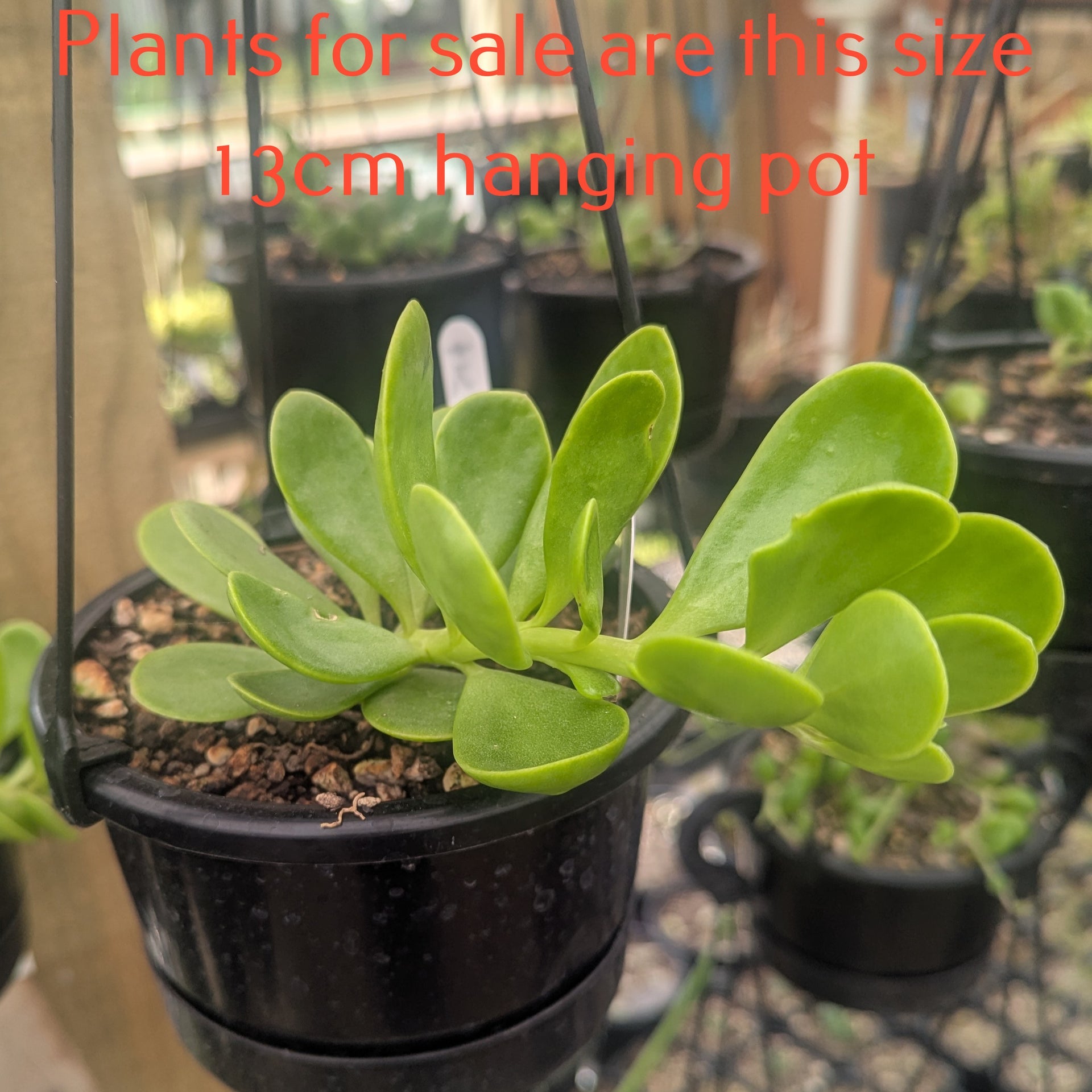 Senecio Jacobsenii | Trailing Jade – Jungle Story